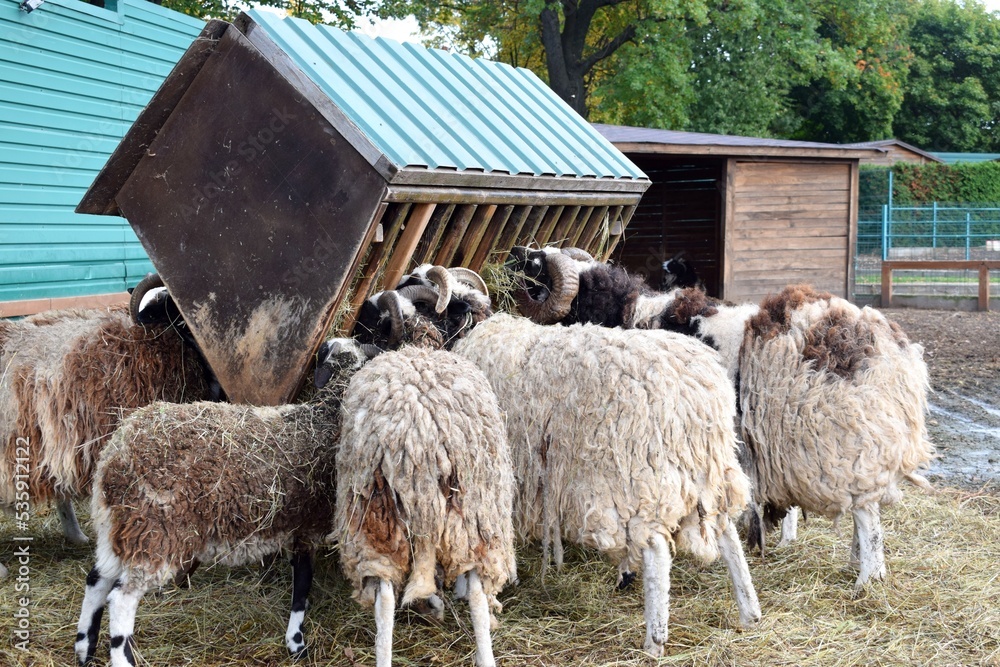 The fat-tailed sheep is a general type of domestic sheep known for ...