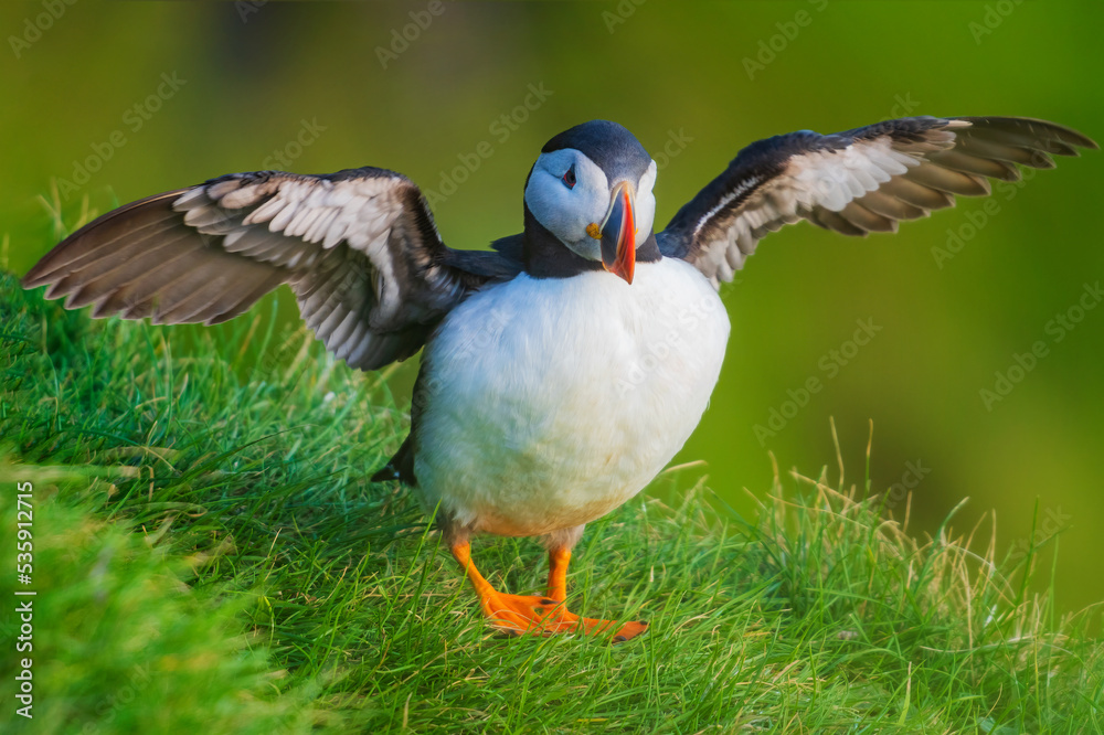 The Atlantic puffin (Fratercula arctica), also known as the common ...