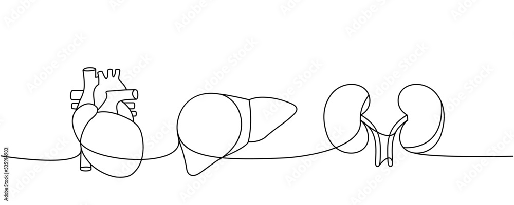 Set of human organs one line continuous drawing. Heart, liver, kidneys ...