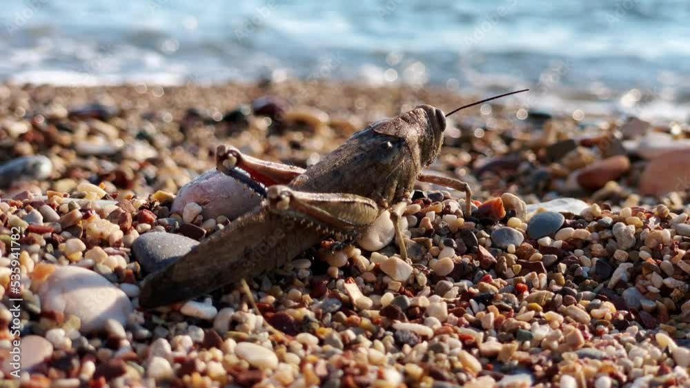 Grasshopper with long antennas sits moving legs on wet pebble beach ...