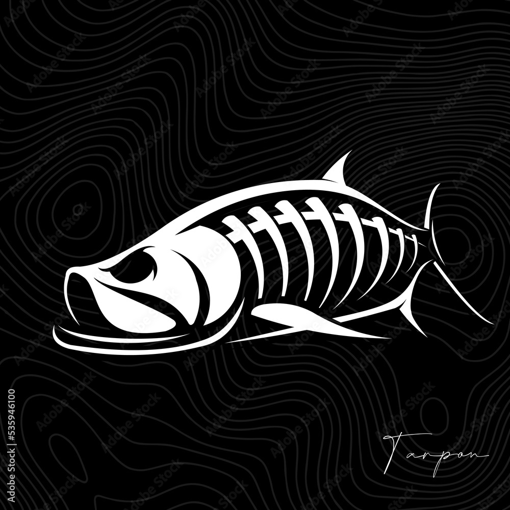 Fish skeleton, Unique and Fresh Skeleton of Tarpon Fish. Great to use ...