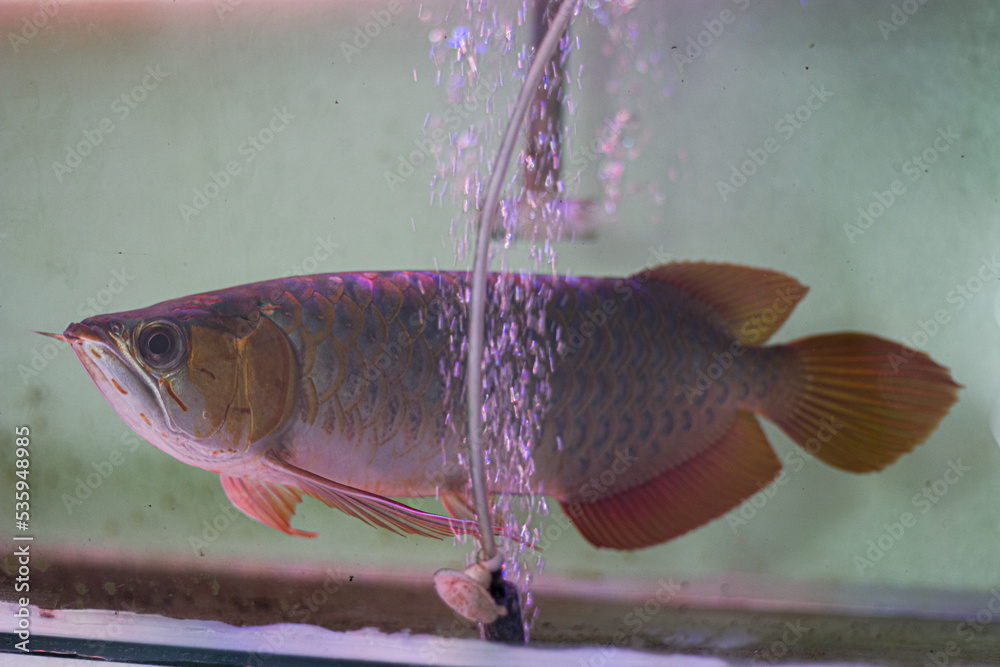 a super red arowana fish, in an aquarium swimming among air bubbles ...