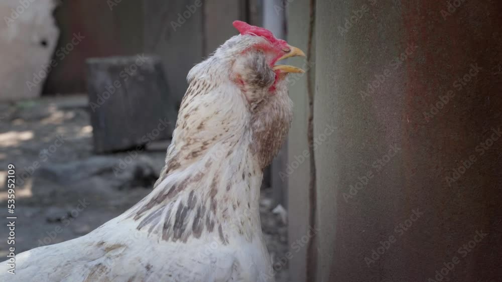 Faverolle chicken breathes through its open beak close-up. Shortness of ...