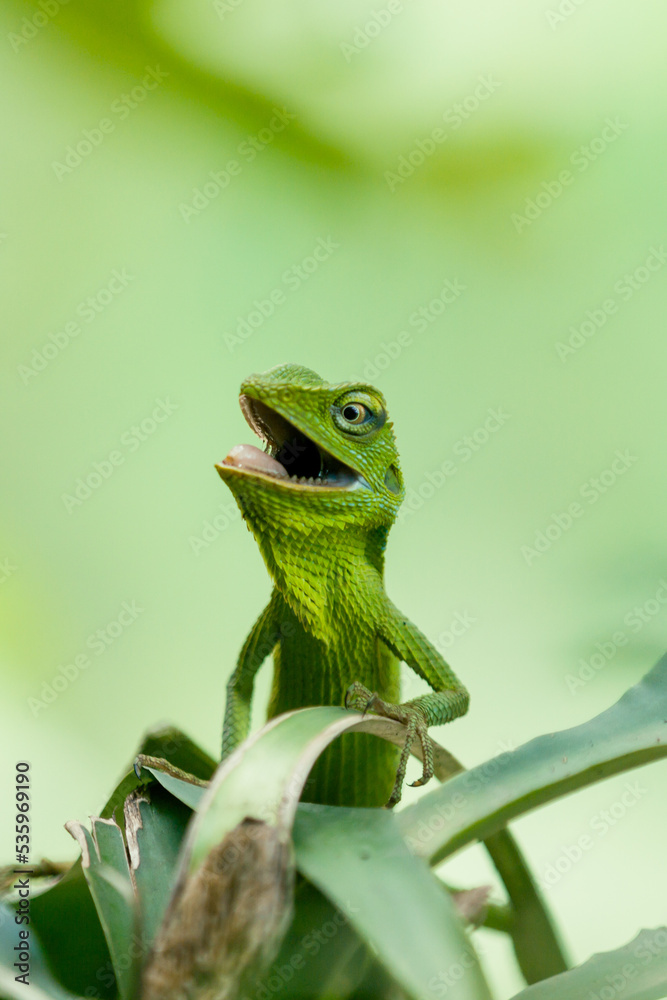 Maned Forest Lizard. Green Lizard in laef (Bronchocela jubata) Stock ...