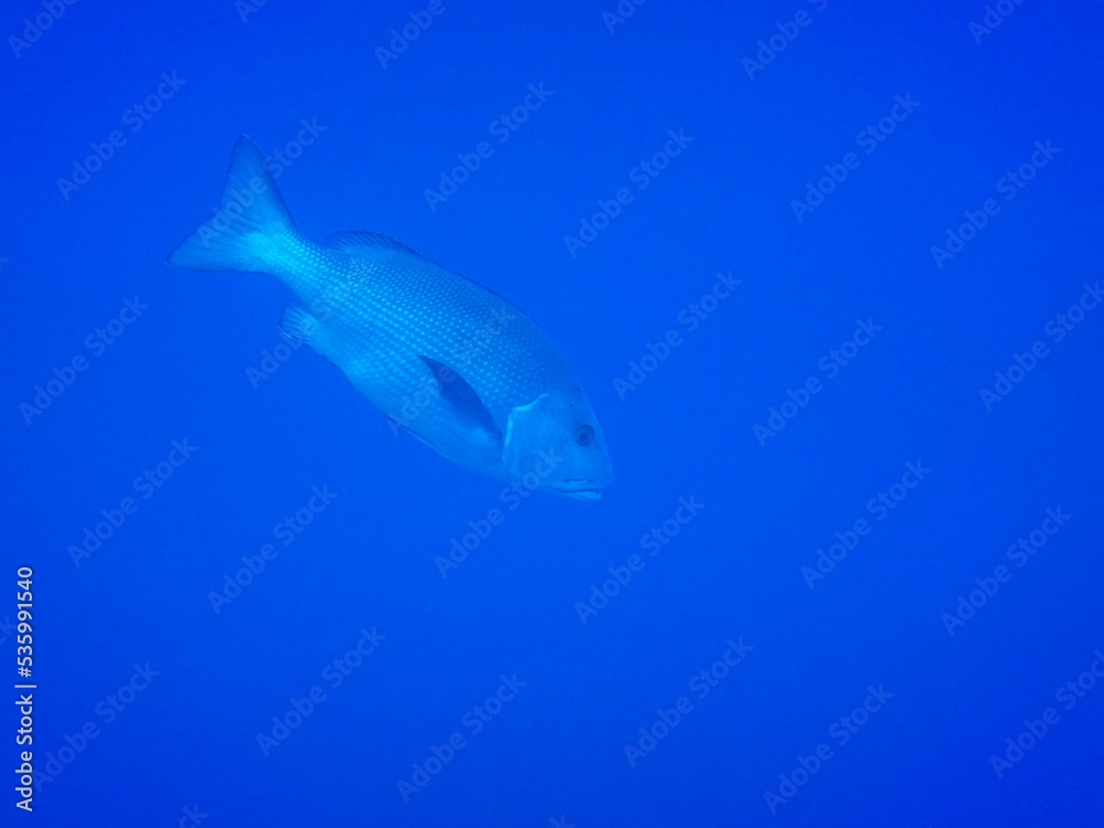 large common dentex fish in deep blue water in the red sea egypt Stock ...