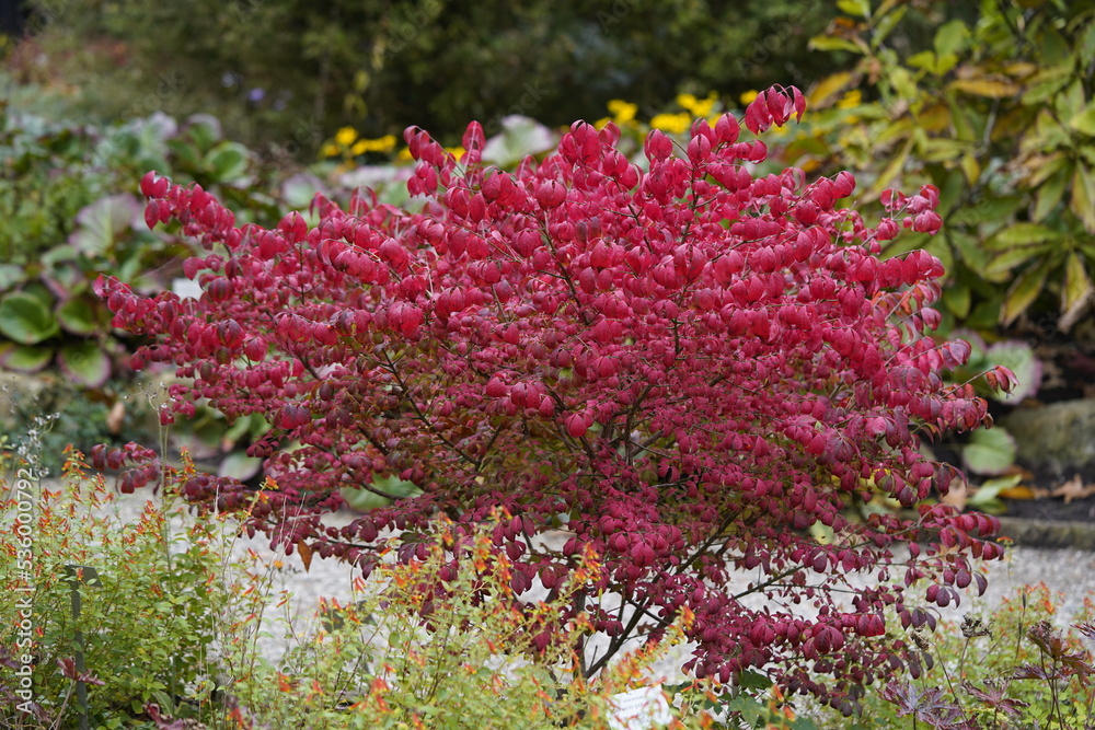 Euonymus alatus, known variously as winged spindle, winged euonymus or ...