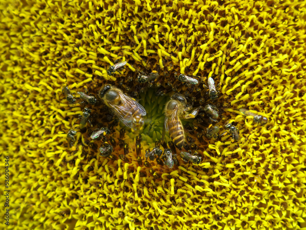 Honey bees and stingless bees are busy collecting nectar and pollen ...