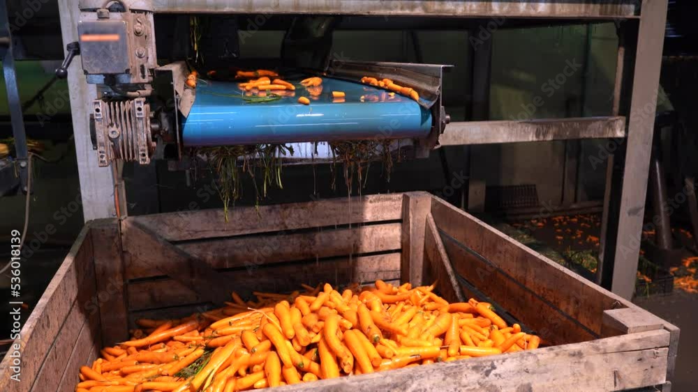 Commercial Production And Management Of Carrots. Washed Carrots Moving ...