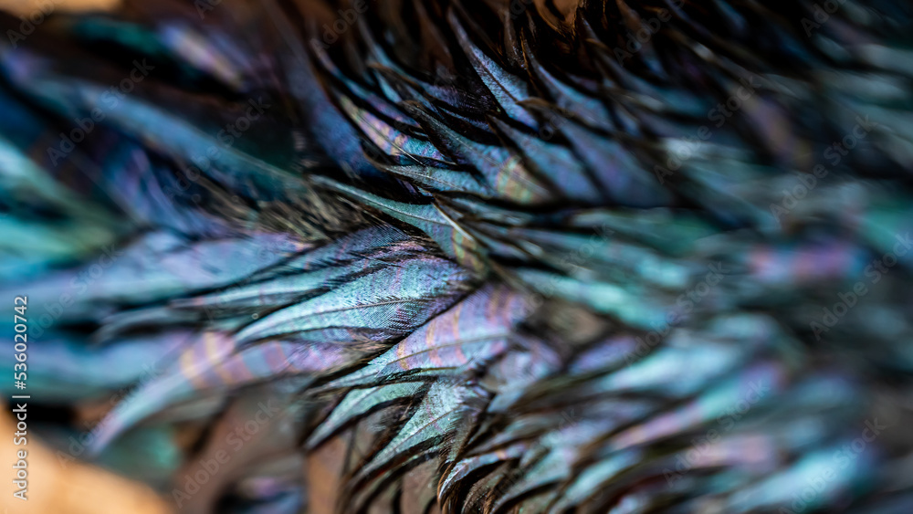 Rooster feathers. Every Rooster has unique feather patterns. That ...