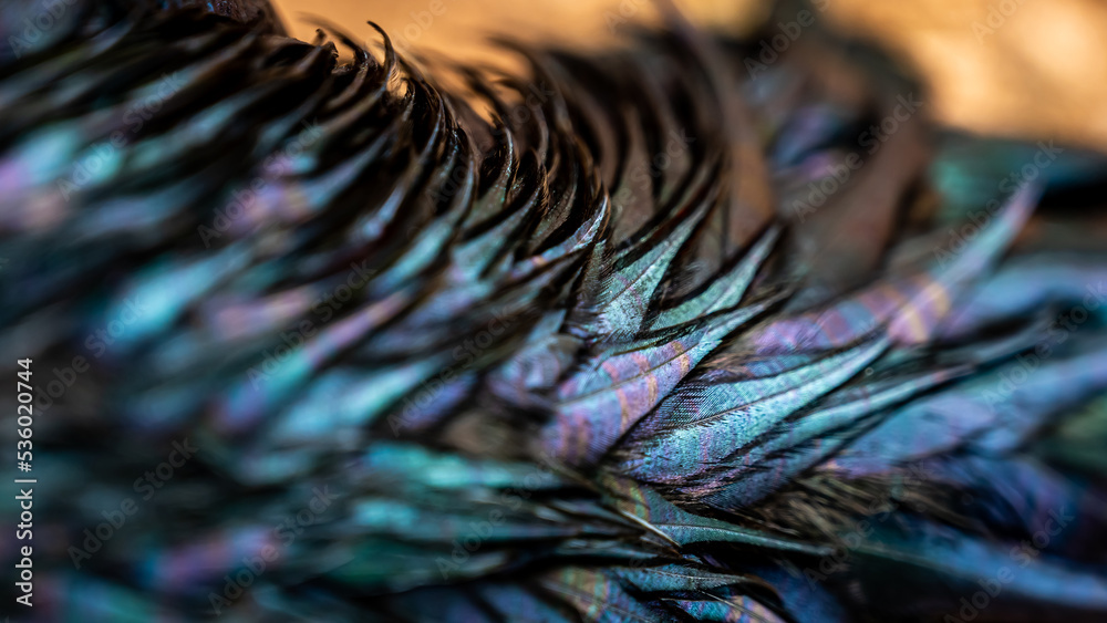 Rooster feathers. Every Rooster has unique feather patterns. That ...