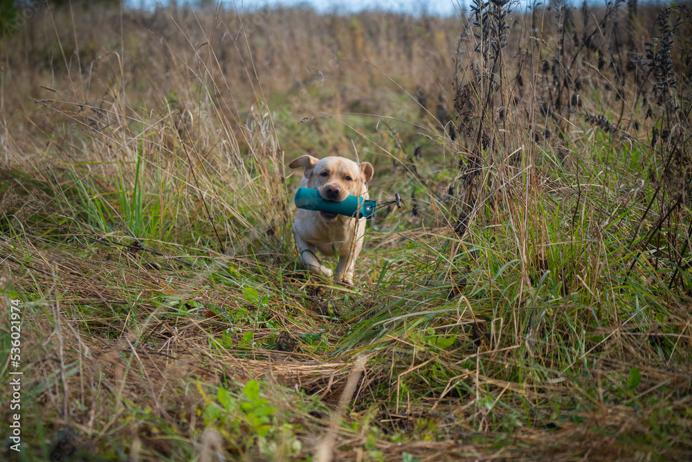 Beautiful Labrador Retriever carrying a training dummy in its mouth ...