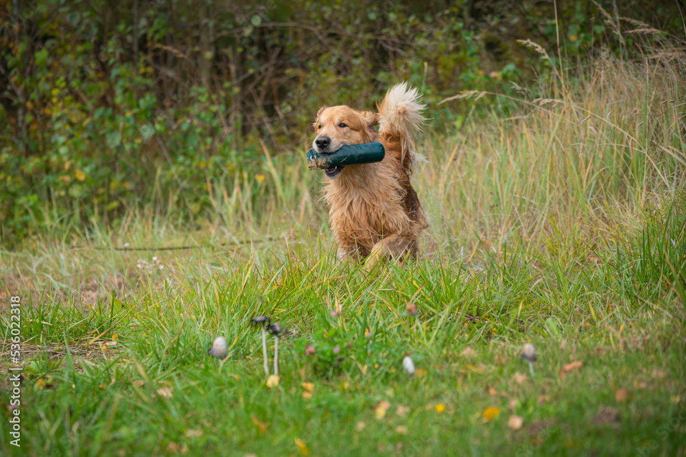 Beautiful golden retriever dog carrying a training dummy in its mouth ...