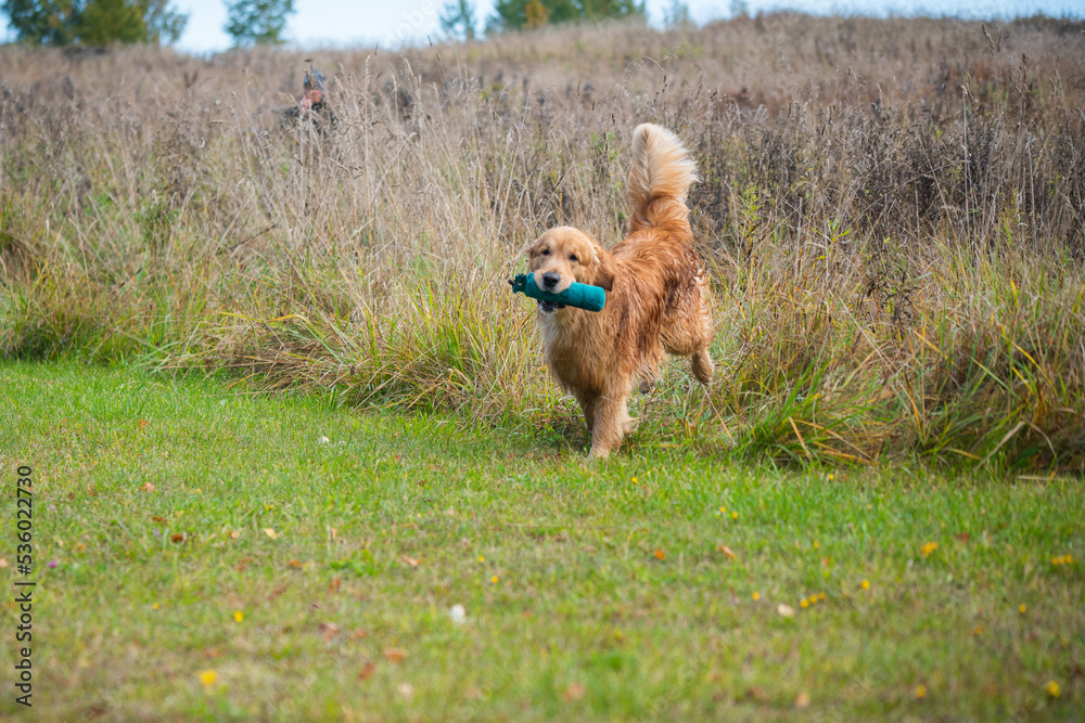 Beautiful golden retriever dog carrying a training dummy in its mouth ...