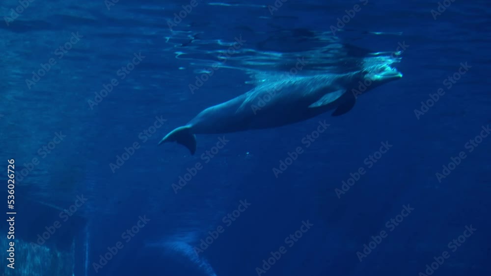 Close-up of dolphins swimming in blue water. Silhouette of aquatic ...