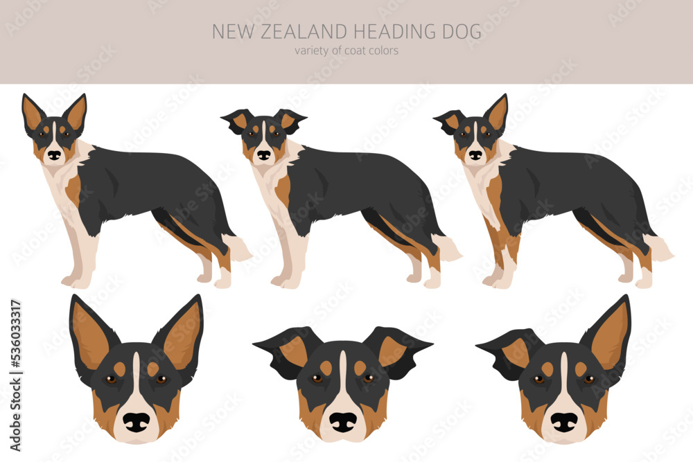 New Zealand Heading dog clipart. All coat colors set.; All dog breeds ...