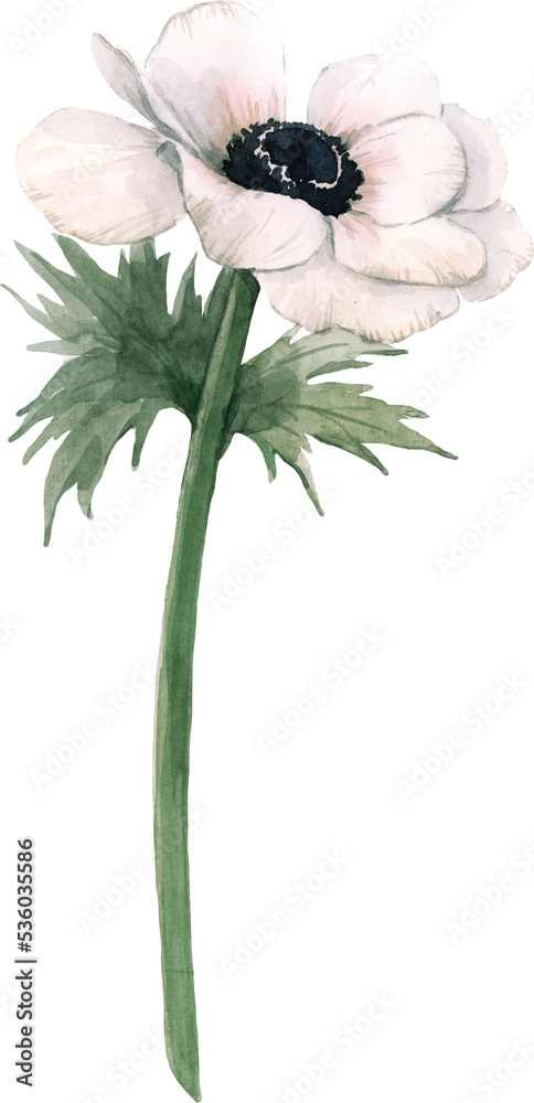 Beautiful png floral illustration with hand drawn watercolor anemone ...
