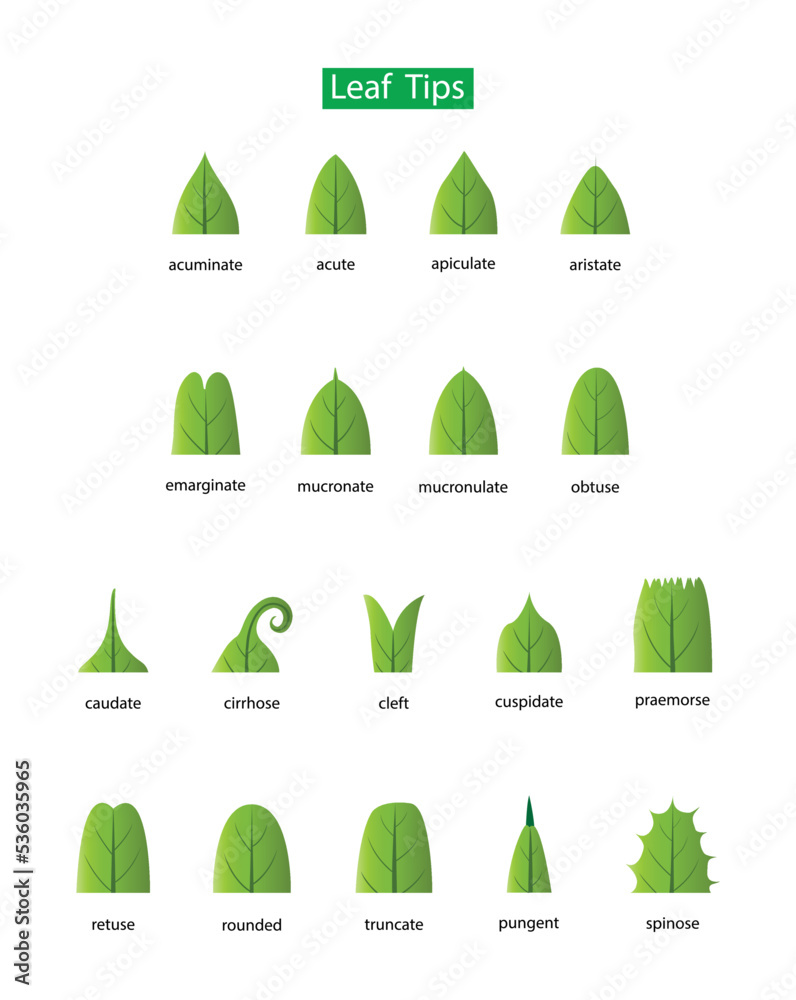 illustration of biology and plant kingdom, Leaf bases, Morphology of ...