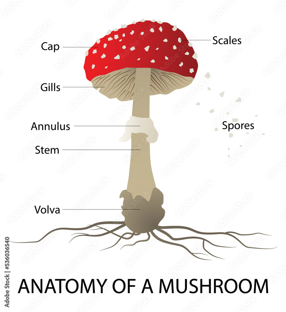illustration of Biology and plant kingdom, Anatomy of a mushroom ...