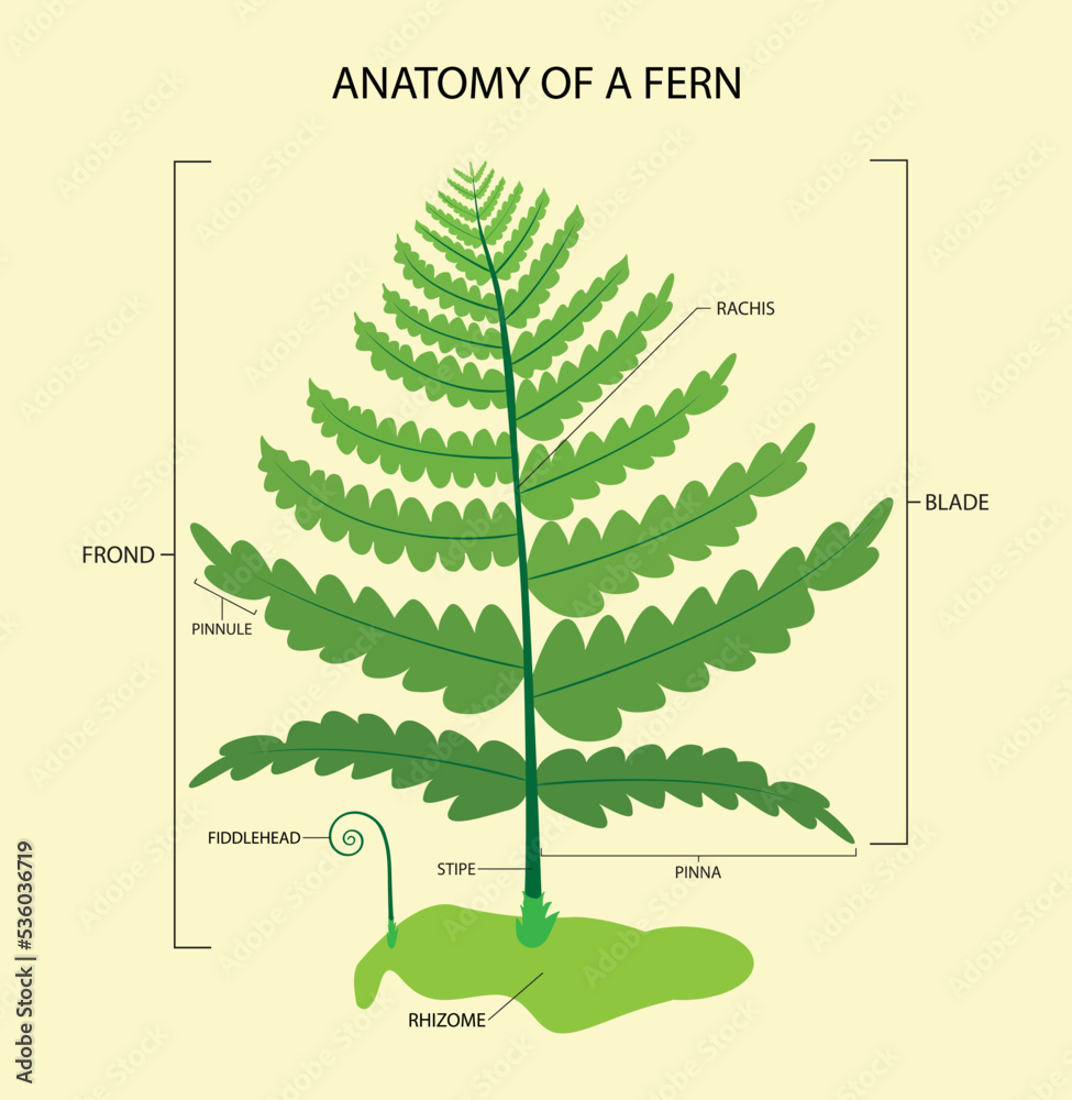 Label Diagram Of Fern Plant at Kathleen Andrews blog