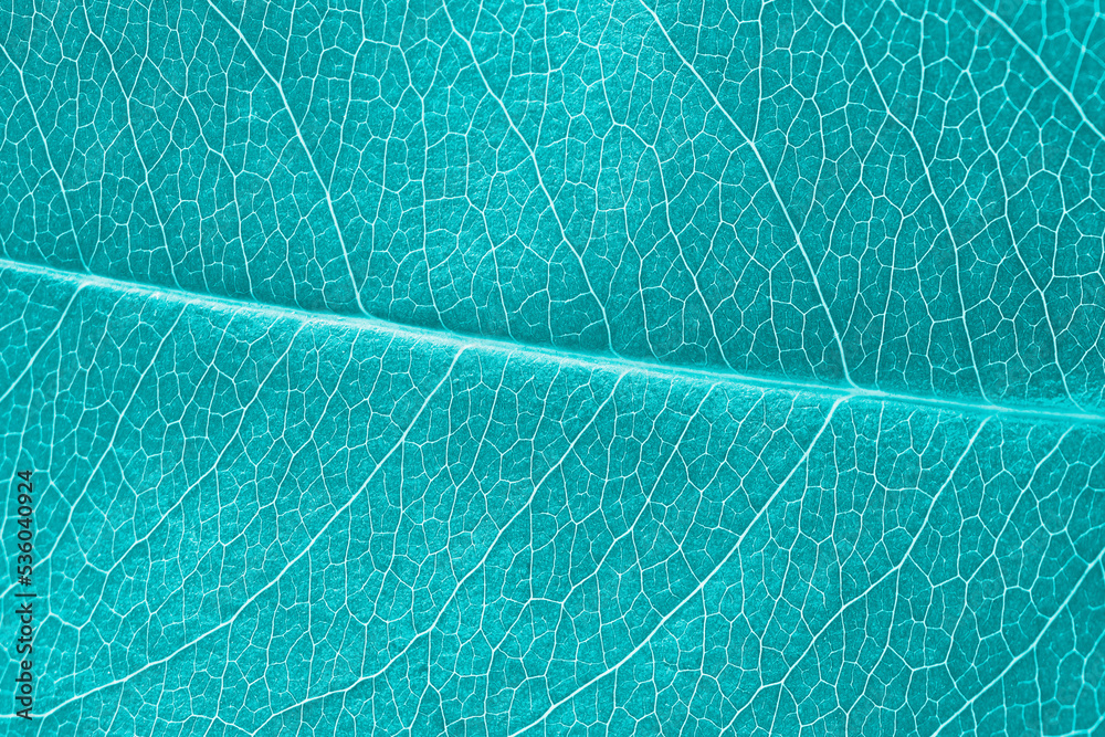Macro leaf texture turquoise colorized with beautiful relief facture of ...
