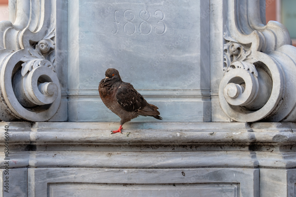 A lone dove on a gray uniform background of the marble base of a ...
