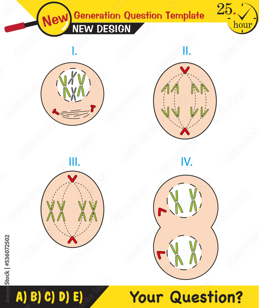 Biology Test Questions Mitosis And Meiosis at Anna Crace blog