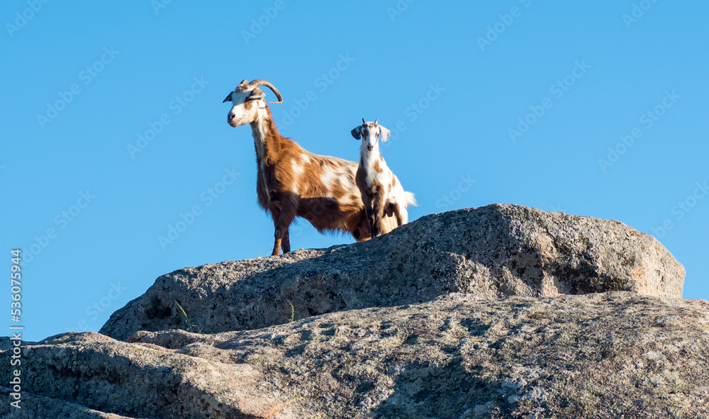 Capre selvatiche, Arcipelago di La Maddalena, Sardegna Photos | Adobe Stock