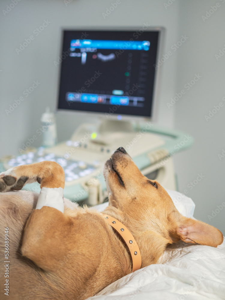 Dog having an abdominal ultrasound in veterinary Stock Photo | Adobe Stock