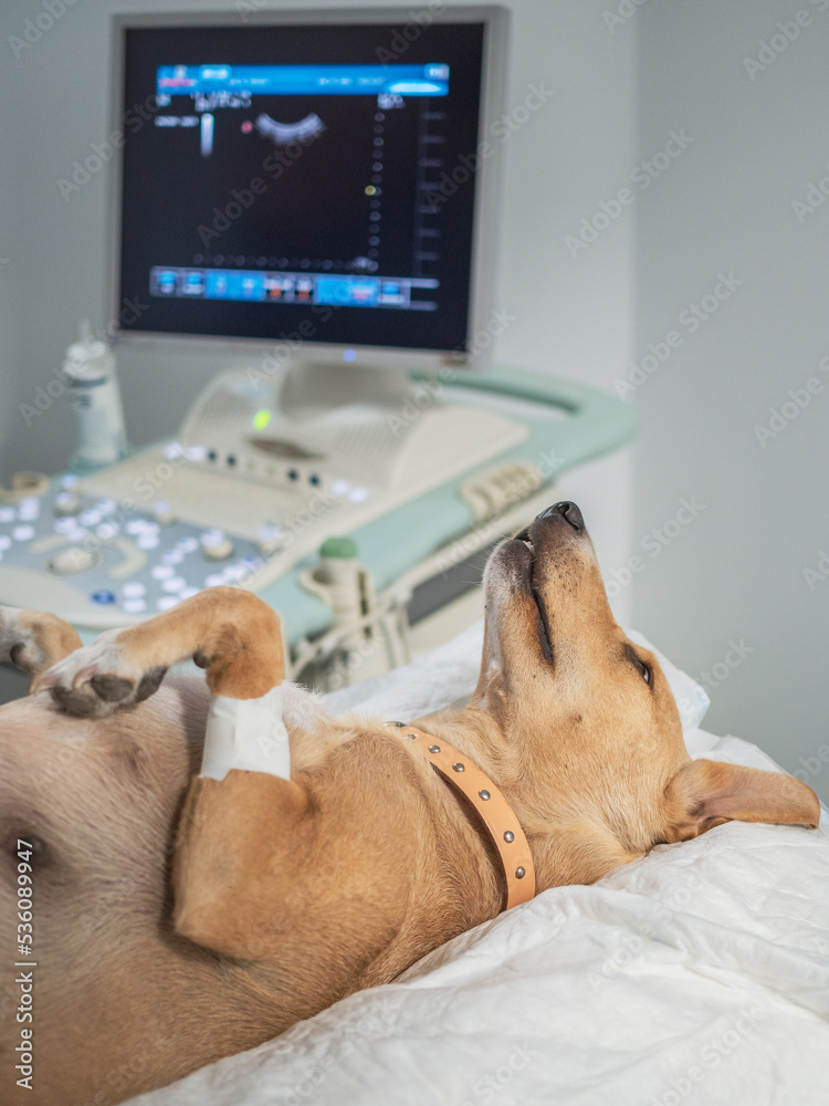 Dog having an abdominal ultrasound in veterinary Stock Photo | Adobe Stock