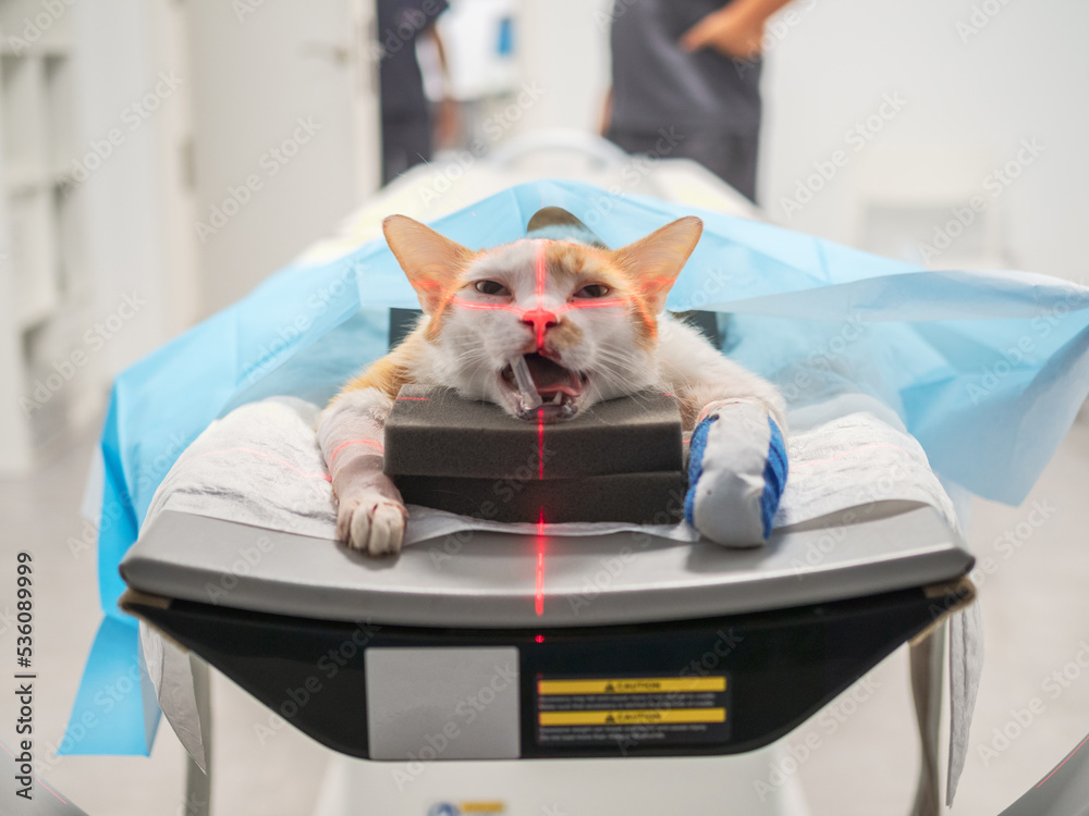 Injured cat in MRI scanner Stock Photo | Adobe Stock