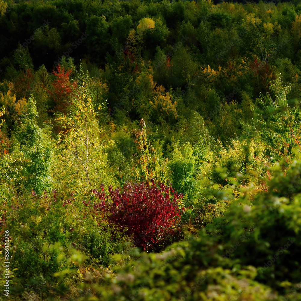 Strong autumnal sunlight spotlights a tree whose autumnal foliage ...