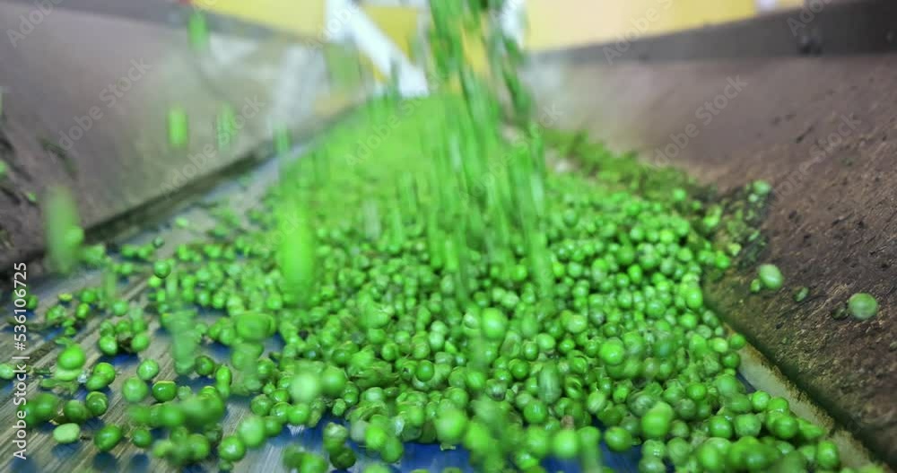 Industrial production of peas in food processing plant. Transport peas ...