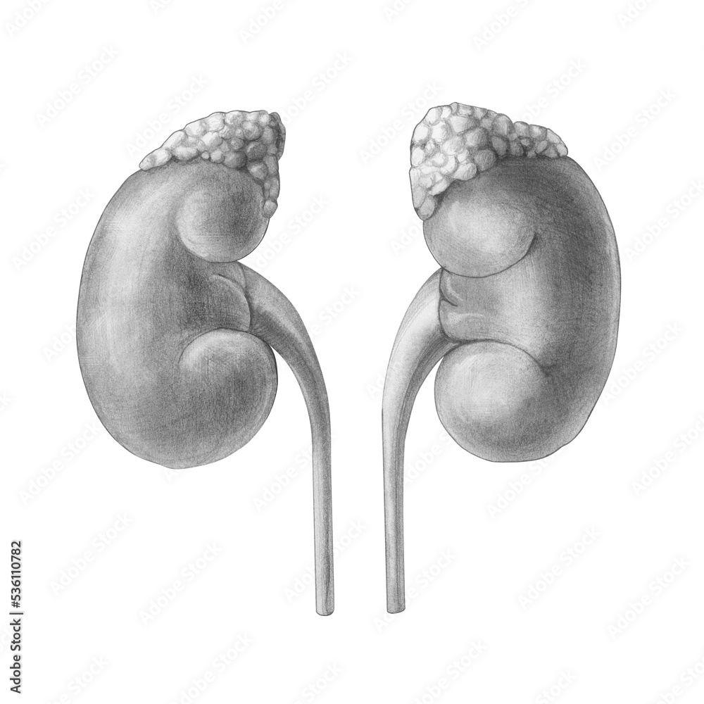 Human Kidney Hand-drawn Medical Illustration Isolated on White with ...