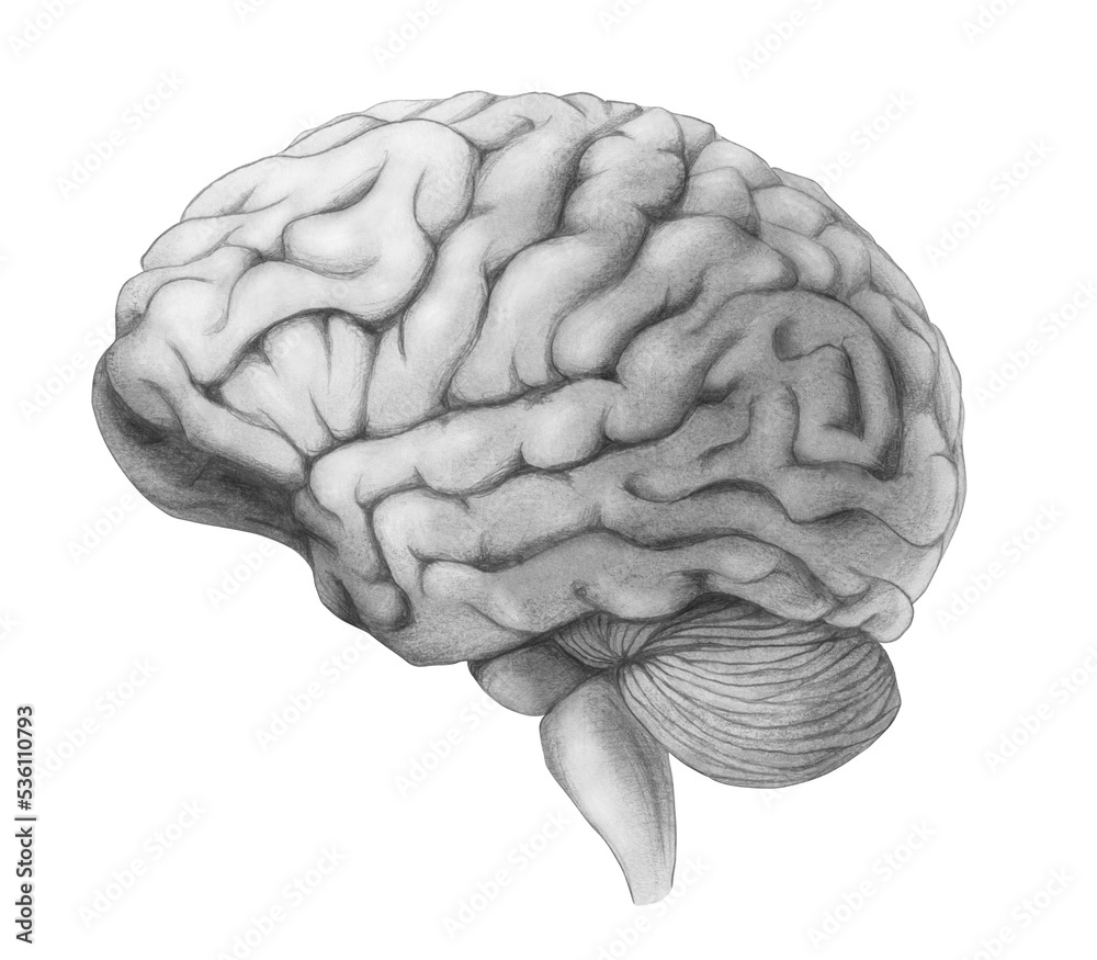 Human Brain Hand-drawn Medical Illustration Isolated on White with ...