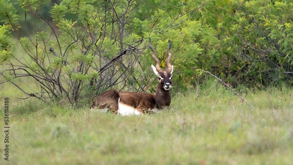 blackbuck (Antilope cervicapra), also known as the Indian antelope from ...