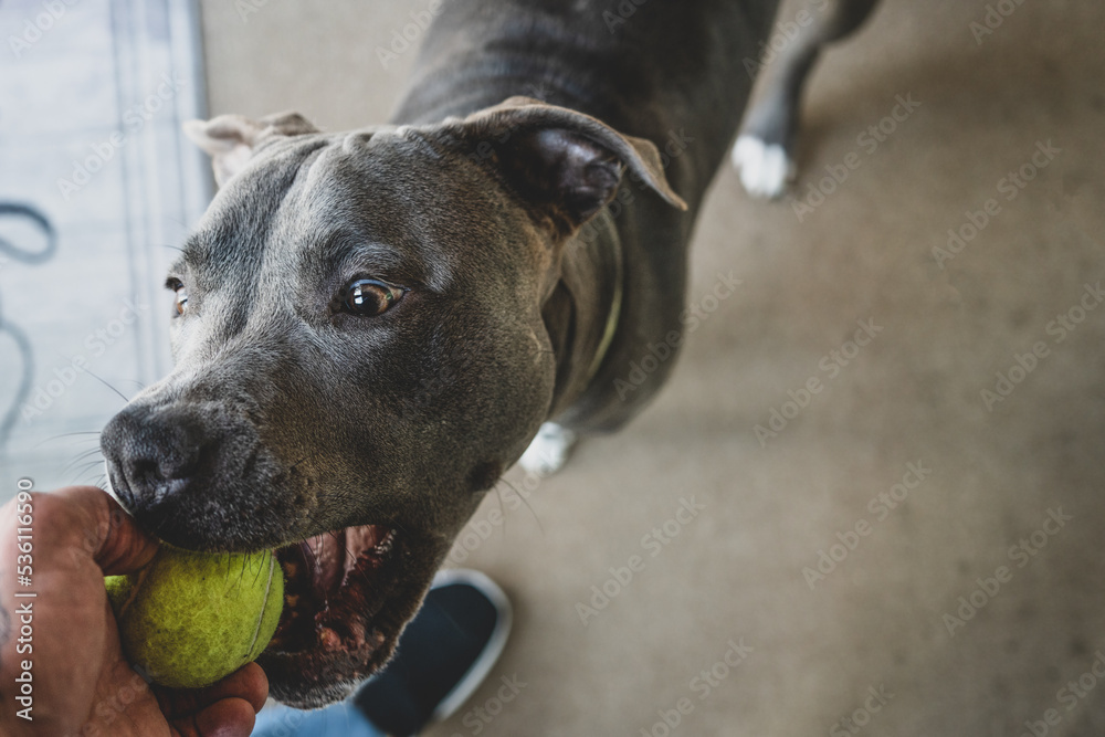 pitbull puppy is grabbing a tennis ball that is held by a human hand ...