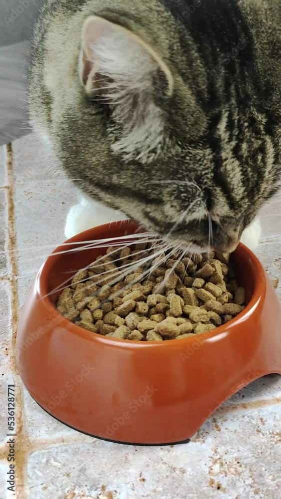 chat en train de manger des croquettes dans sa gamelle Stock ビデオ ...
