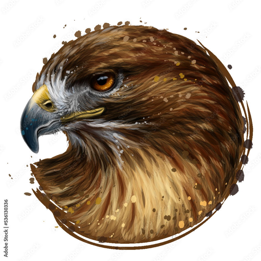 Red-tailed hawk. Color, graphic portrait of a hawk in watercolor style ...