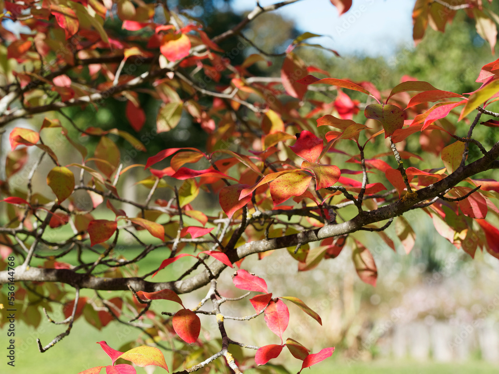 (Nyssa Sylvatica) Black Tupelo, extending branches and reddish-brown ...