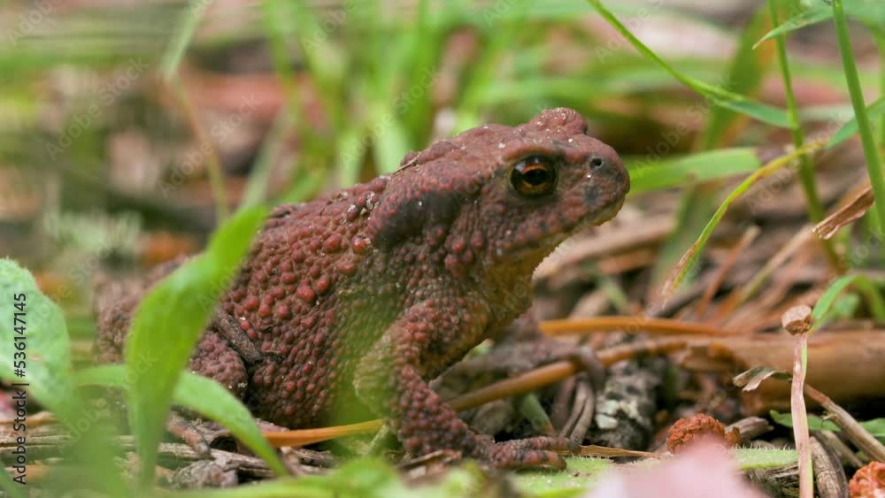 Huge dark toad. Creative. A large frog that breathes and its belly ...