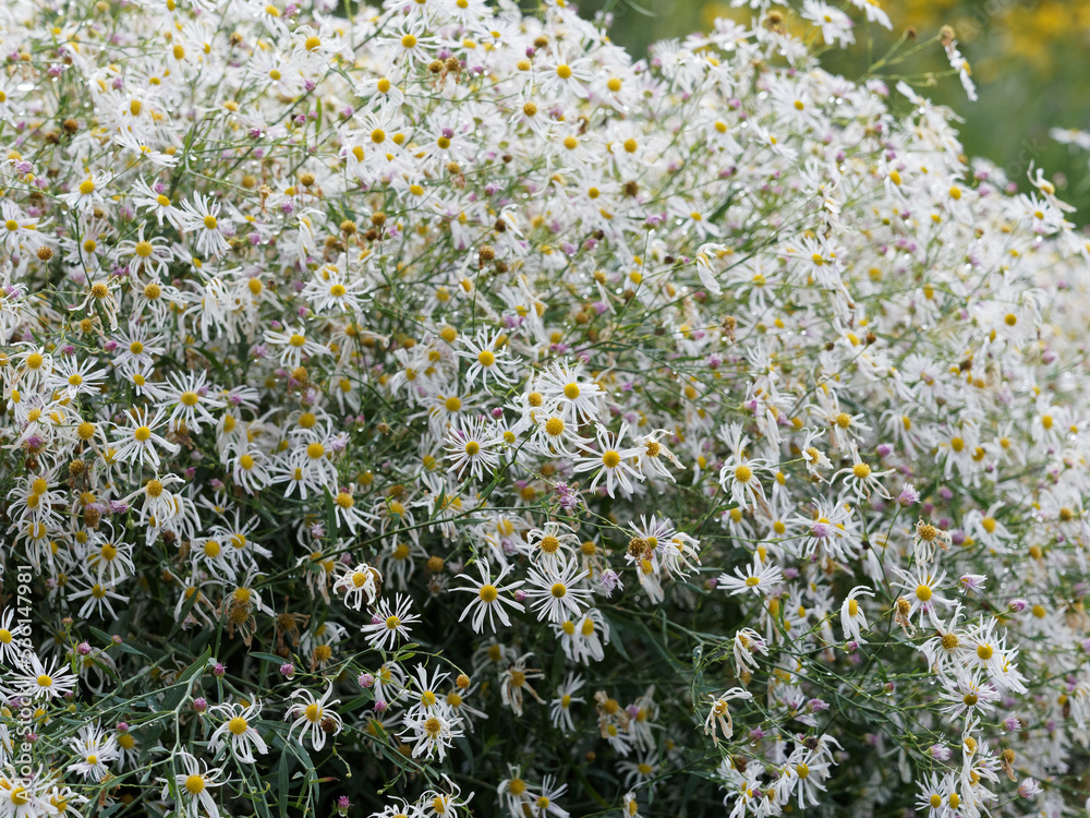 (Boltonia asteroides) Dense clump of white doll's daisy flower heads ...