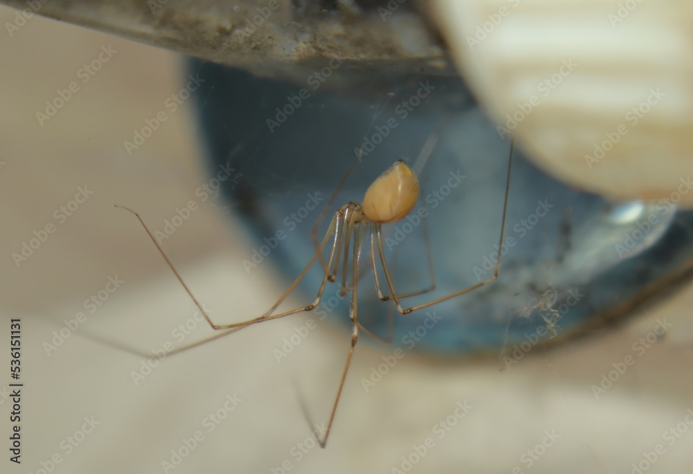 Cellar spider in the laundry room. Spider has built its nest behind the ...