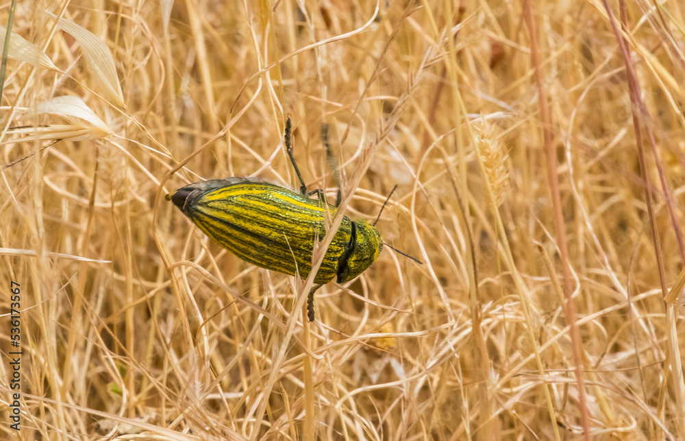 Julodis is a genus of insects in the Buprestidae family. Buprestidae is ...