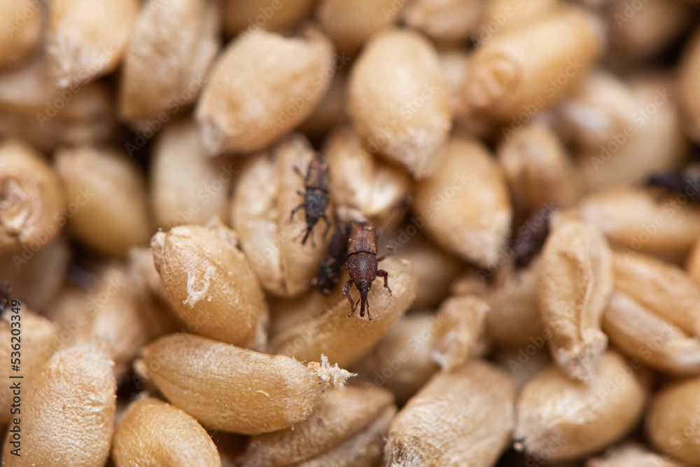 wheat weevil insect damaged wheat grain. Stock Photo | Adobe Stock