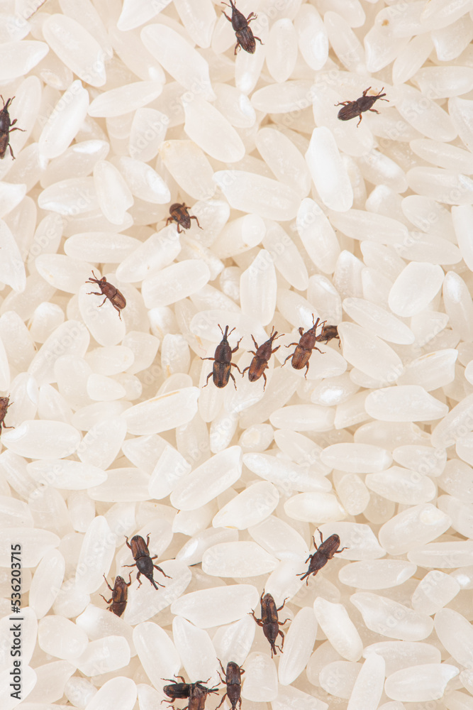 rice weevil insect damaged rice grain. Stock Photo | Adobe Stock