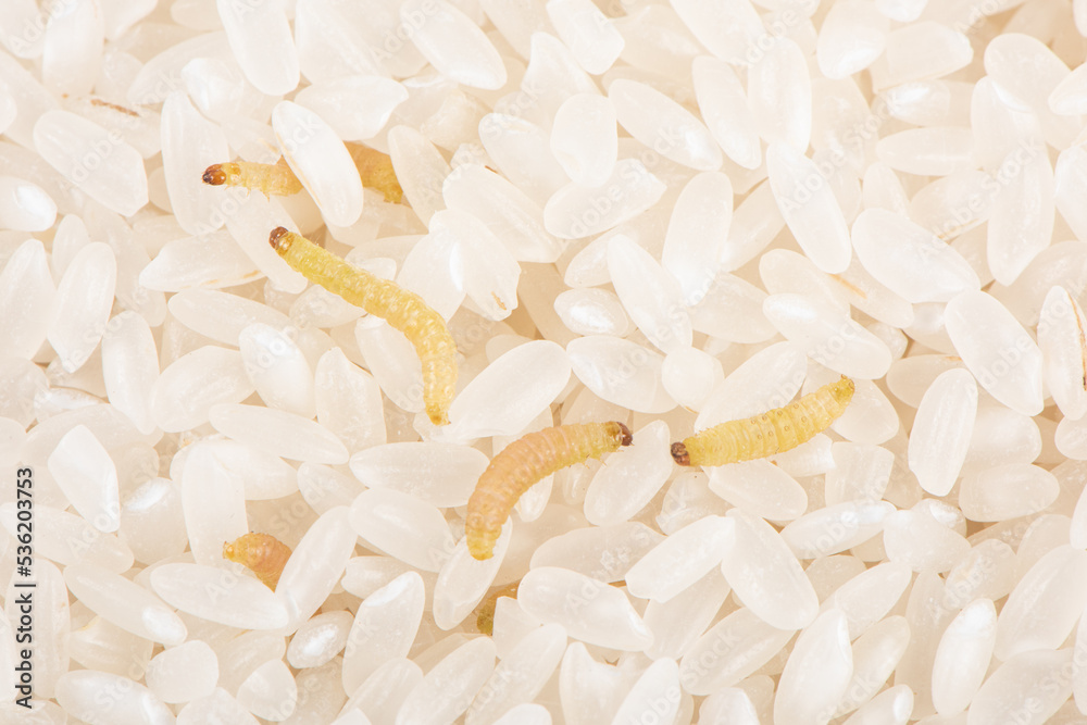 Indian mealmoth Plodia interpunctella Moth larva damaged rice grains ...