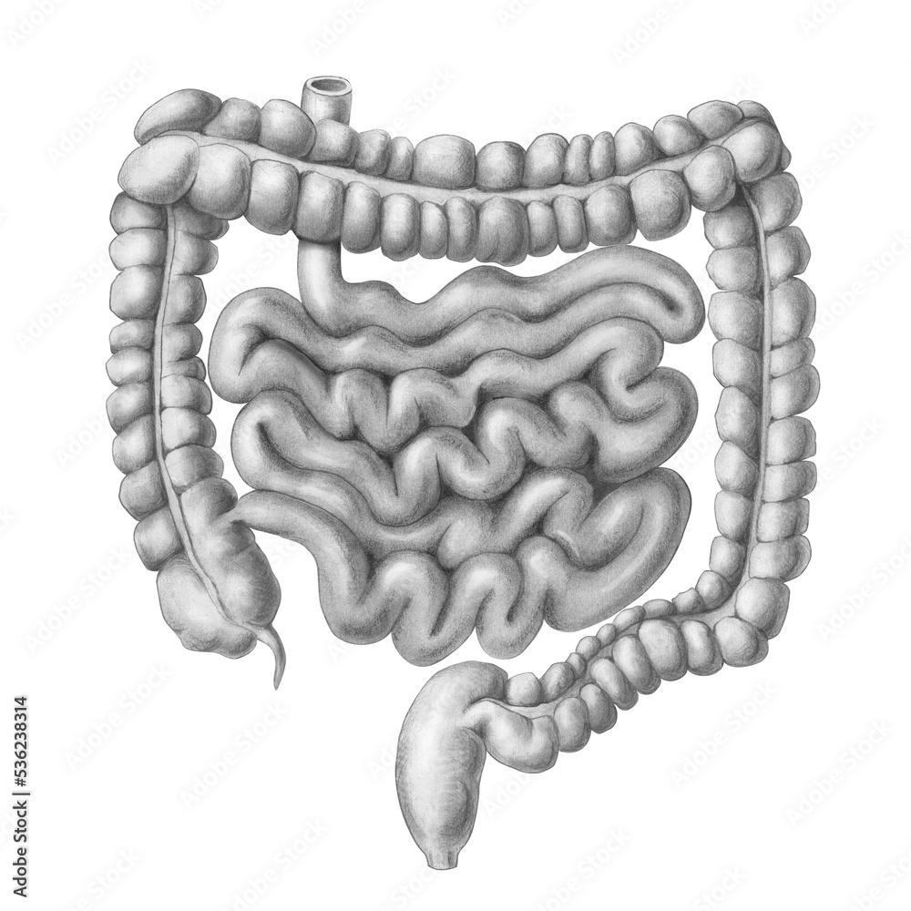 Human Intestines Digestive Tract Hand-drawn Medical Illustration ...