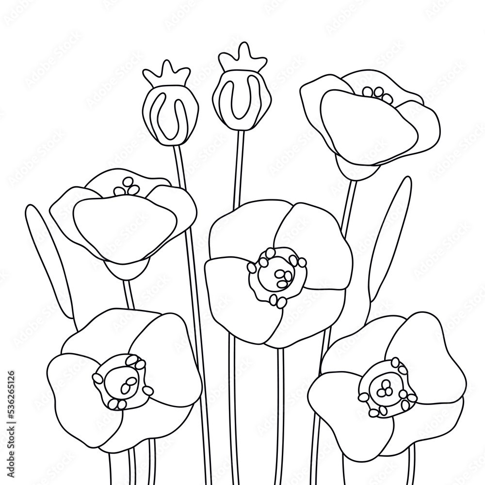 vector poppy flowers medow coloring page outline wildflowers contour ...