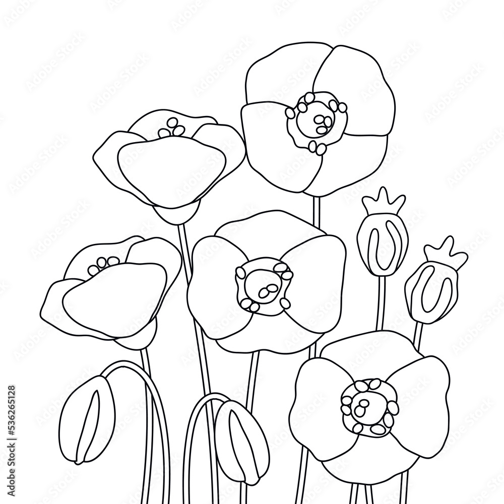 outline wildflowers contour field bloom vector poppy flowers medow ...