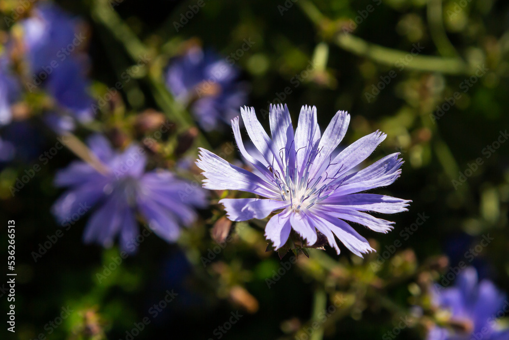 Blue Chicory flowers, close up. Violet Cichorium intybus blossoms ...